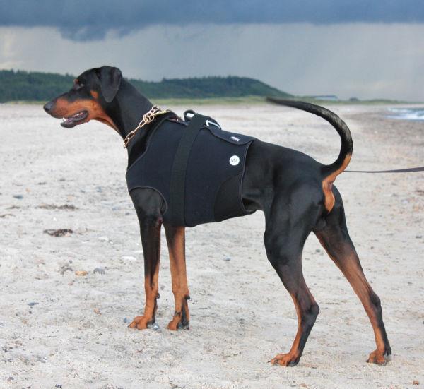 Canine Holter Vest and Belt | ALBA Medical Systems, Inc.