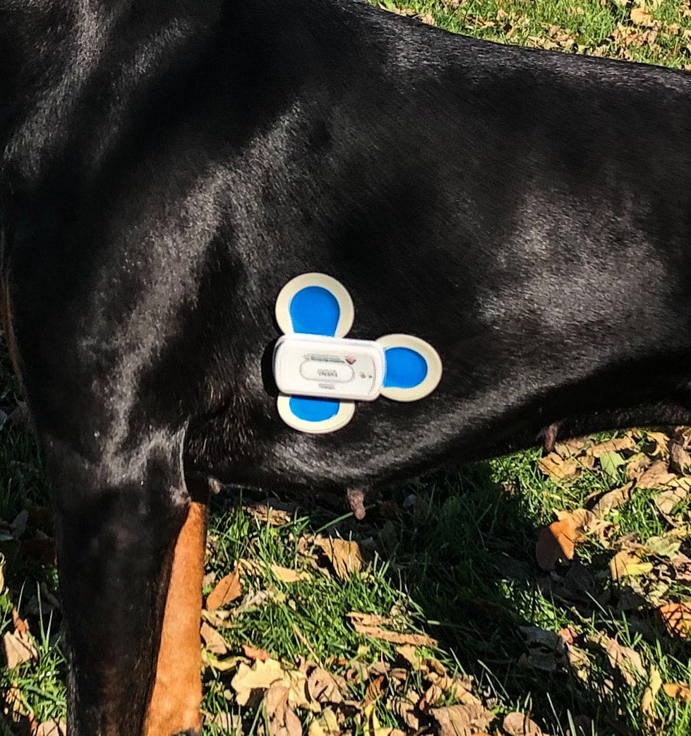 Canine Holter Package (DR400) | ALBA Medical Systems, Inc.