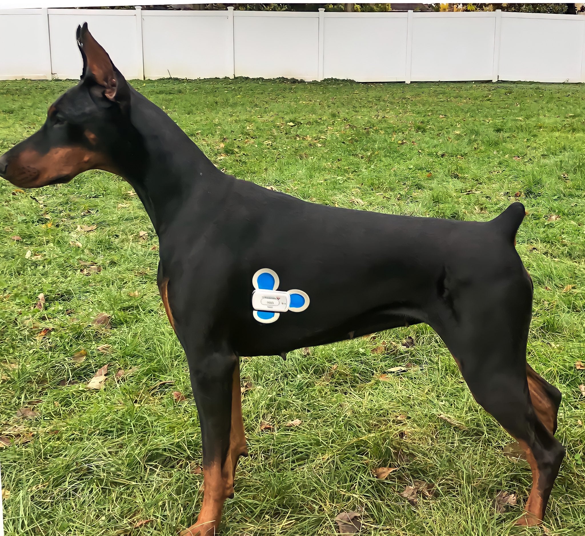 Canine Holter Package (DR400) | ALBA Medical Systems, Inc.